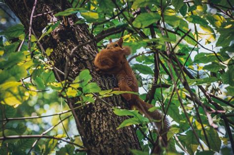 Red Squirrel Carries In Its Teeth Its Cub Stock Image Image Of Animal