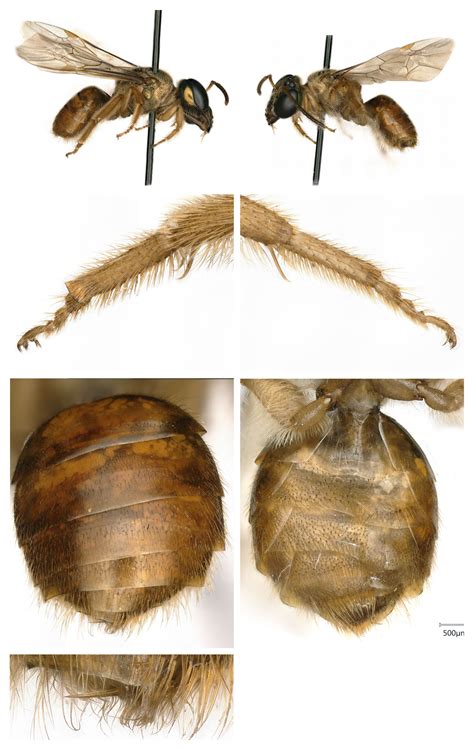 How Does An Intersex Bee Behave Smithsonian Institution