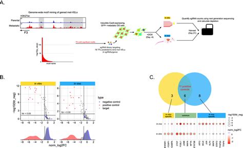 Targeted Crispr Screen Reveals Condition Specific Transcription Factor