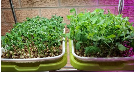 Pea Massey Gem Livingapartment