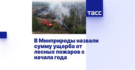 В Минприроды назвали сумму ущерба от лесных пожаров с начала года ТАСС