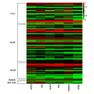 The Differential Expression Transcription Factors In Maize