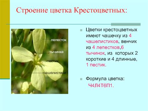 Семейства Крестоцветные и Паслёновые 7 класс