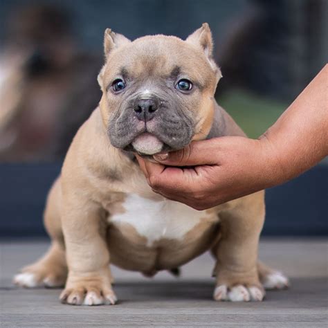 Кобели питомник Ultimate Bully