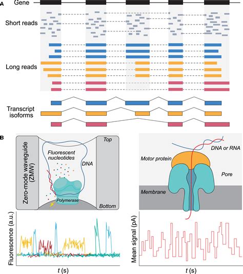Long Read Rna Sequencing A Transformative Technology For Exploring