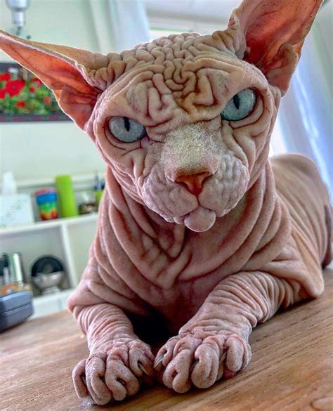Why Do Sphynx Cats Have Big Ears At Dan Mitchell Blog