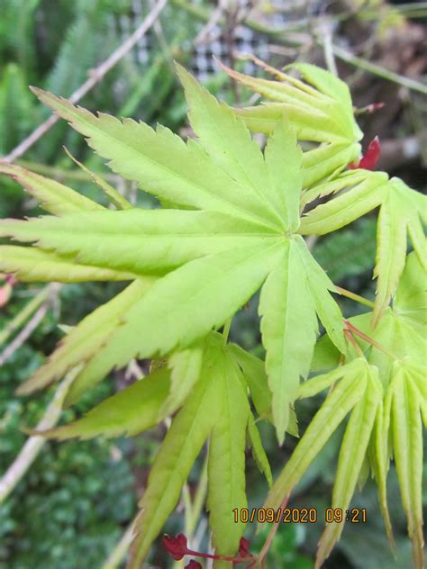 Planty Mamma My Maple Tree Babies They Are So