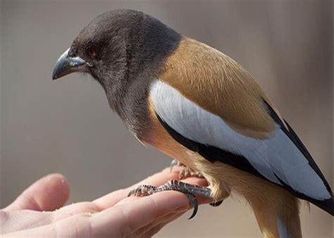 Bị Chim Ị Vào Người Là Điềm Gì Tìm Hiểu Về Tín Ngưỡng Dân Gian