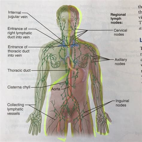 Lyphatic System Flashcards Quizlet