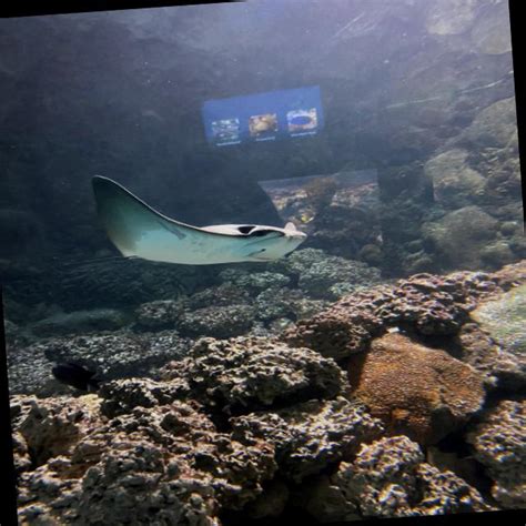 Underwater Biological Detection2 Object Detection Dataset By Aquarium