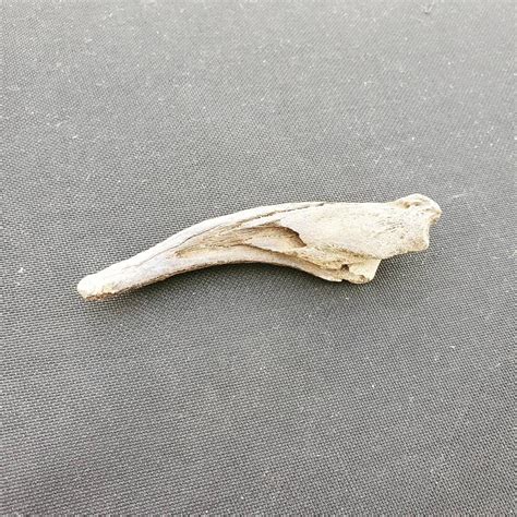 Fossils Iowa Fossils Iowa Added A New Photo — In Johnson
