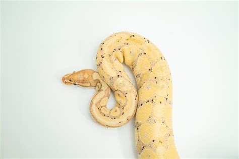 Light Colored Banana Ball Python Coiled On A White Surface With Its Yellow And Black Spots