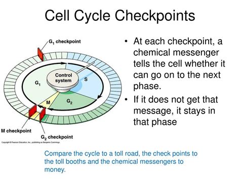 PPT The Cell Cycle And Cancer PowerPoint Presentation Free Download ID