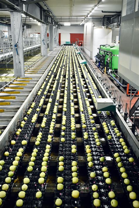 10 Innovations Enhancing Efficiency In Produce Processing Processor Business