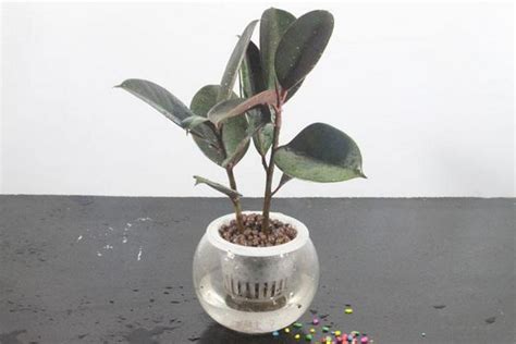 橡皮树有毒吗 运富春