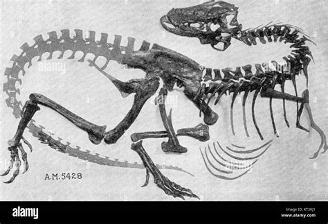 The Gorgosaurus Skeleton At The American Museum Of Natural History