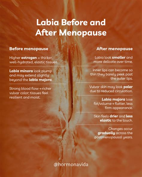 Labia Minora Disappear Causes Menopause And Solutions