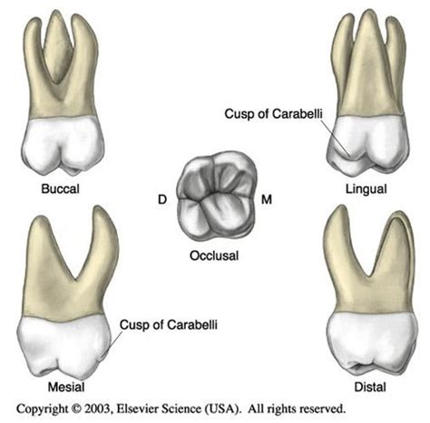 Permanent Molars Flashcards Quizlet