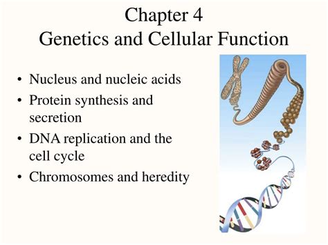 PPT Chapter 4 Genetics And Cellular Function PowerPoint Presentation ID 292822