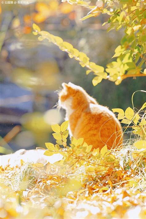 【透光散射】色彩班长 6