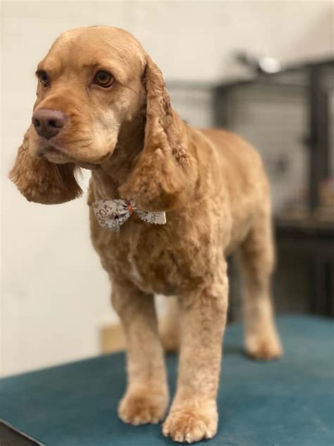 Beautiful Cocker From Houston Cocker Pooch N Pups Katy