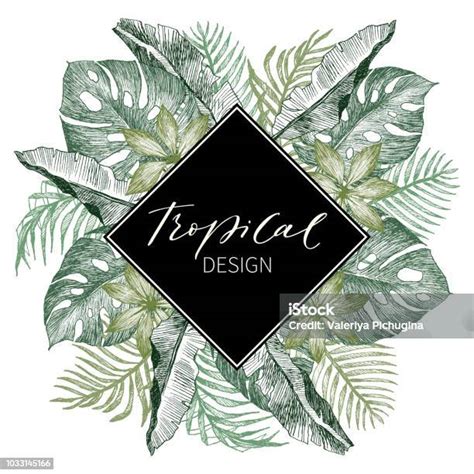 열 대 야 자 나뭇잎 정글 라운드 몬스 테라 코코넛 잎으로 그림 디자인 서식 파일입니다 텍스트에 대 한 장소를 가진 높은 상세한 식물 밑그림 벡터 일러스트 레이 션 0명에