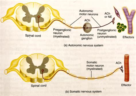 Fibers Parasympathetic Division Of Ans Flashcards Quizlet