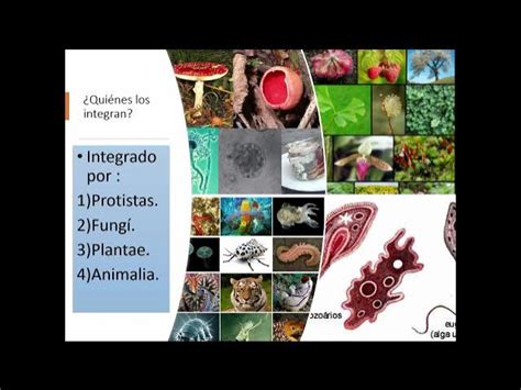 Eukarya Ejemplos Qué Son Los Niveles Taxonómicos ¿qué Son Los