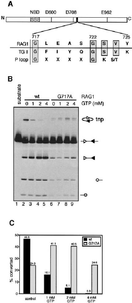 Identi®cation Of A Putative Gtp Binding Domain A Schematic Diagram Download Scientific