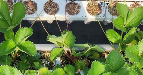 딸기 육묘서 뿌리부패·생육불량 작은뿌리파리 발생