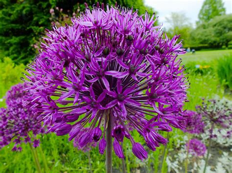 How To Grow Allium Giganteum Earthone