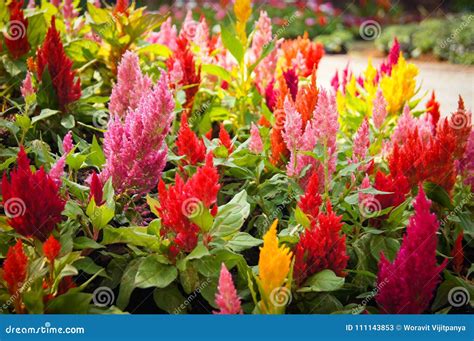 Celosia Argentea Or Cockscomb Mix Color Stock Image Image Of