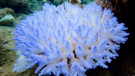 Coral Bleaching Affects Over 90 Of Great Barrier Reef Cnn