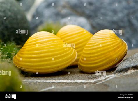 Clam Animal Fotos Und Bildmaterial In Hoher Auflösung Alamy