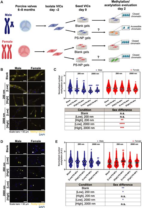 y chromosome linked uty modulates sex differences in valvular fibroblast methylation in response