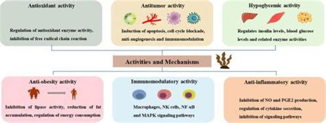 褐藻多糖的结构特征、生物活性及作用机制研究进展 Journal Of Functional Foods X Mol