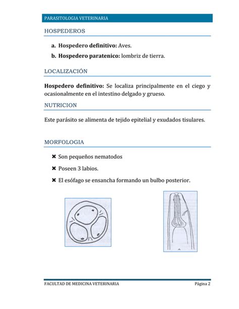 Heterakis Gallinarum Pdf Biological Sciences Science