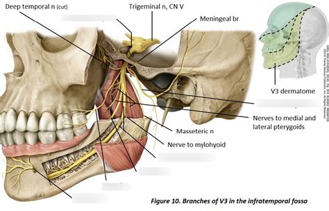 Infratemporal Fossa And Muscles Of Mastication Diagram Quizlet