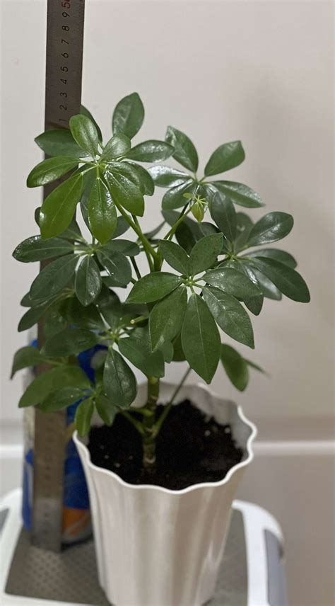 Барын чих цэцгийн онлайн дэлгүүр САВАРГАНА Schefflera Цэцгийн өндөр 45см ҮНЭ 48К БЭЛГЭДЭЛ