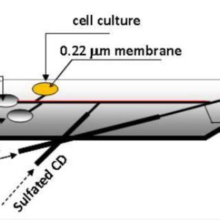 Microchip Design Used In The Proposed MCE MS Platform Channels Were Download Scientific