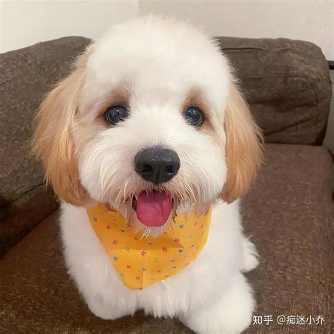 嫌弃“串串狗”难看？不如来看看，这些神仙颜值的杂交犬 知乎