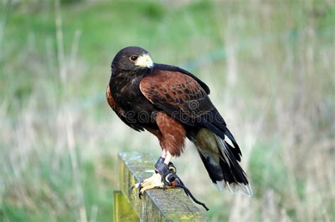 Tethered Harris S Hawk On Wooden Perch Stock Image Image Of