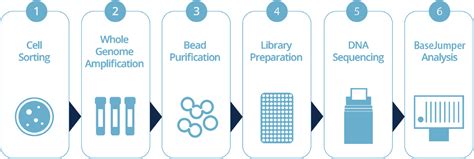 Integrated Workflows For Single Cell Genome Analysis Unprecedented Results For Wga Bioskryb