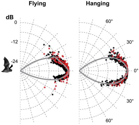 The Vertical Directionality When Flying And Hanging The Data Are From