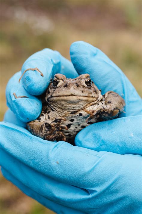 Western Boreal Toad Project — Sageland Collaborative