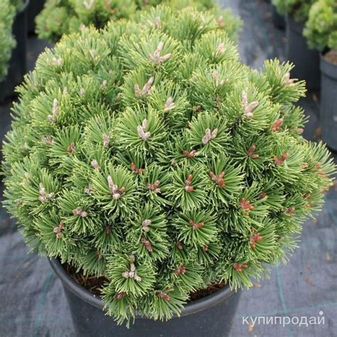 Сосна горная Шервуд компакт Р9 в Владимире