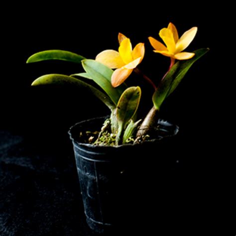 Cattleya Seagulls Tiny Tim Miniature Orchid Furniture And Home Living Gardening Plants And Seeds