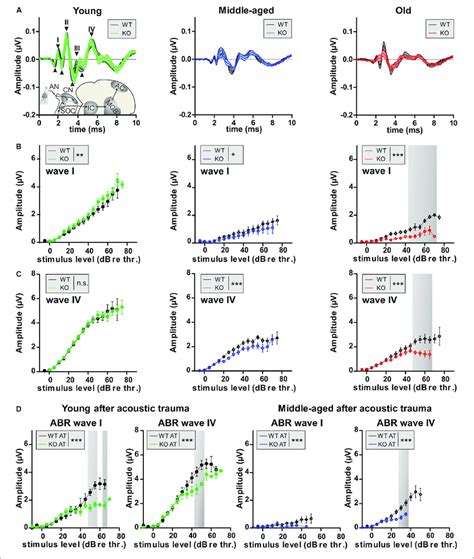 Auditory Nerve And Brainstem Response Amplitudes In Gc A Wt And Ko Download Scientific