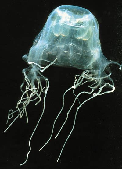 Class Cubozoa Swaggology Class Cubozoa Swaggology