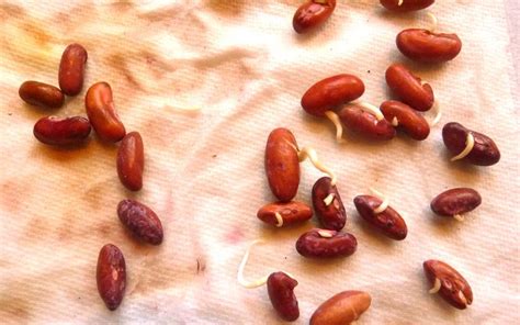 Seed Need Testing Seed Germination